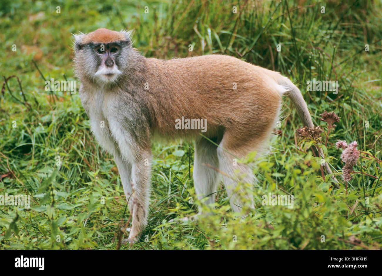 Affe im stehen -Fotos und -Bildmaterial in hoher Auflösung – Alamy