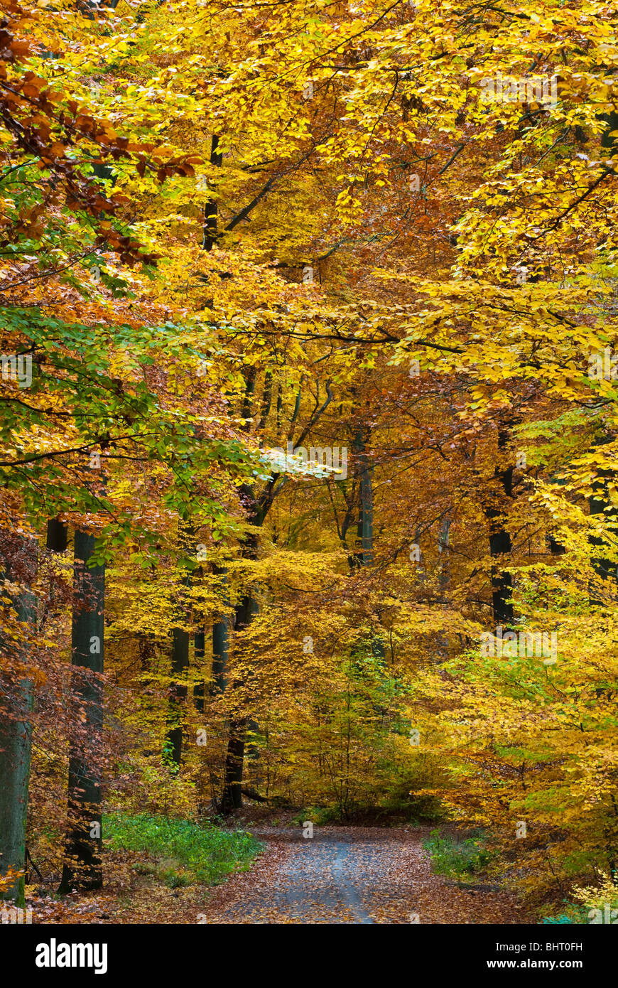 Herbstwald, Neroberg, Wiesbaden, Hessen, Deutschland | Herbst, Wald ...