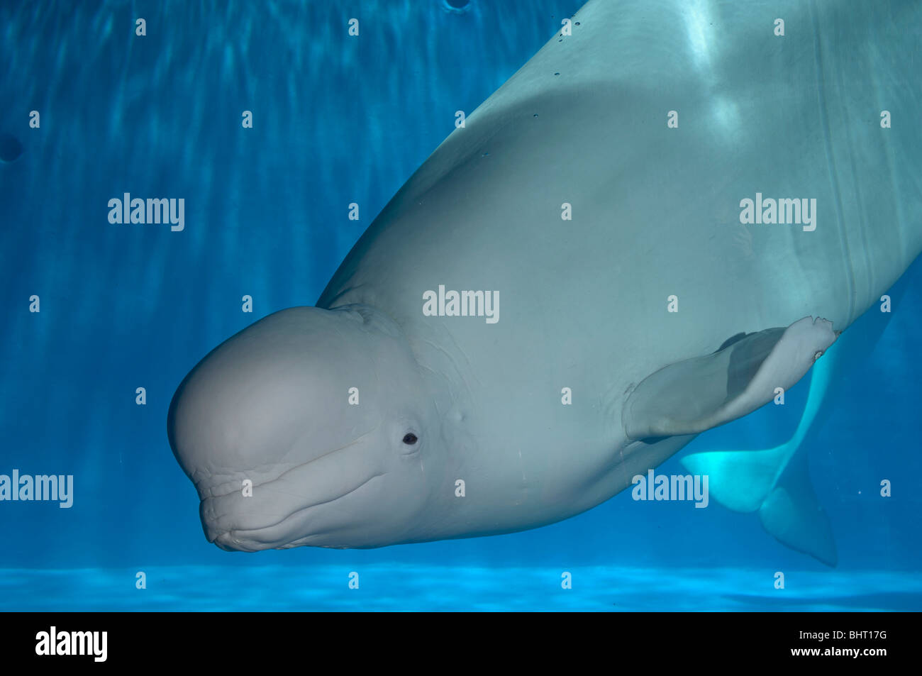 Beluga wal -Fotos und -Bildmaterial in hoher Auflösung – Alamy