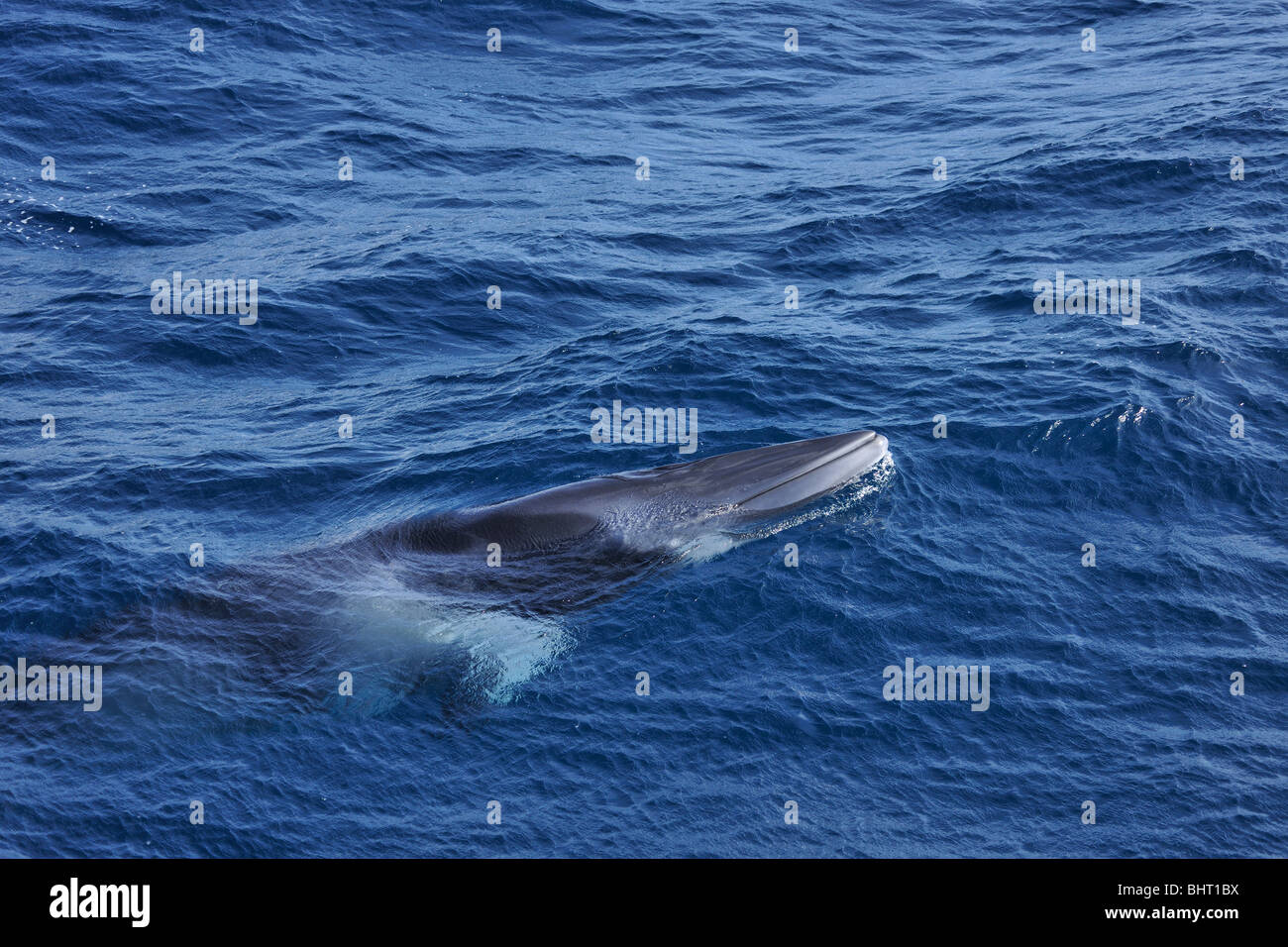 Zwerg zwergwal -Fotos und -Bildmaterial in hoher Auflösung – Alamy