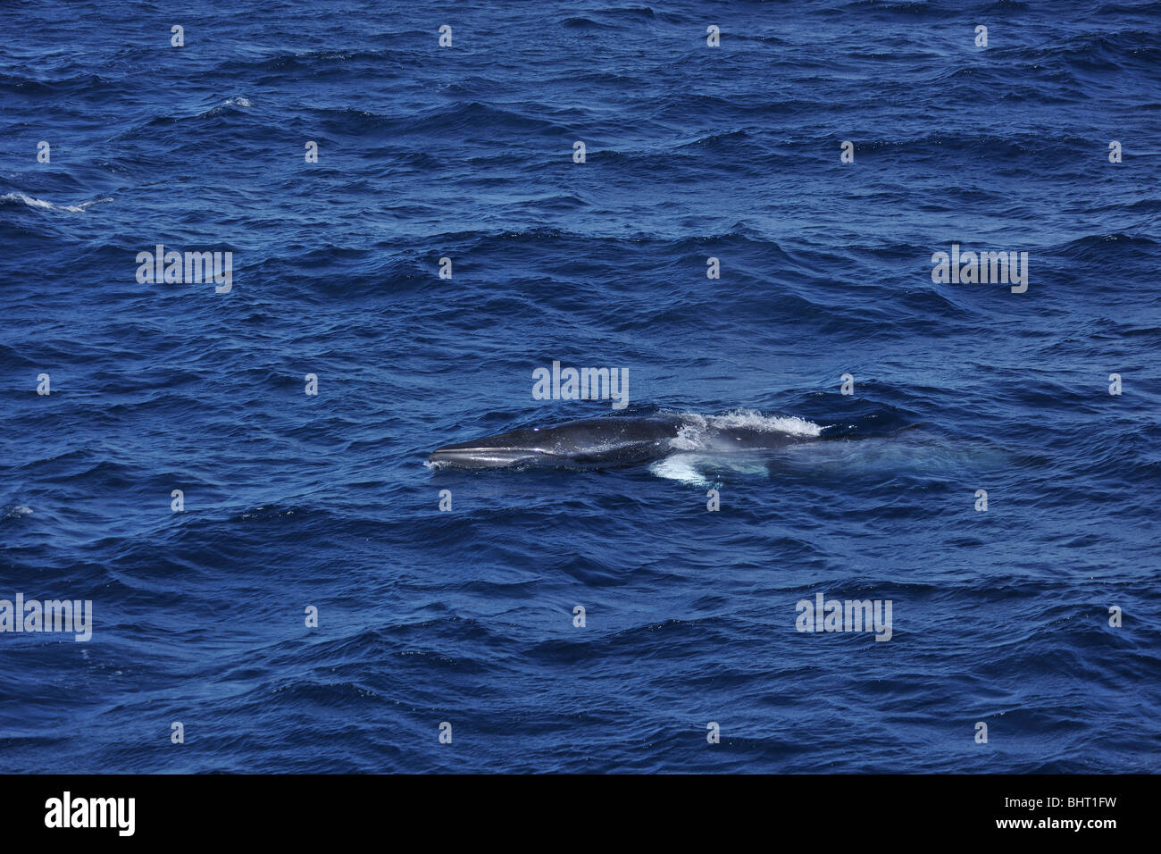 Zwerg zwergwal -Fotos und -Bildmaterial in hoher Auflösung – Alamy