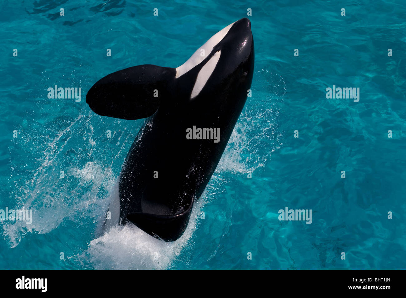 Schwertwal springend -Fotos und -Bildmaterial in hoher Auflösung – Alamy