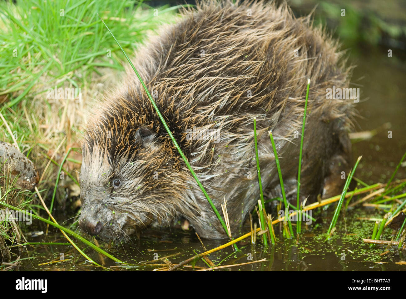 Castor sp -Fotos und -Bildmaterial in hoher Auflösung – Alamy