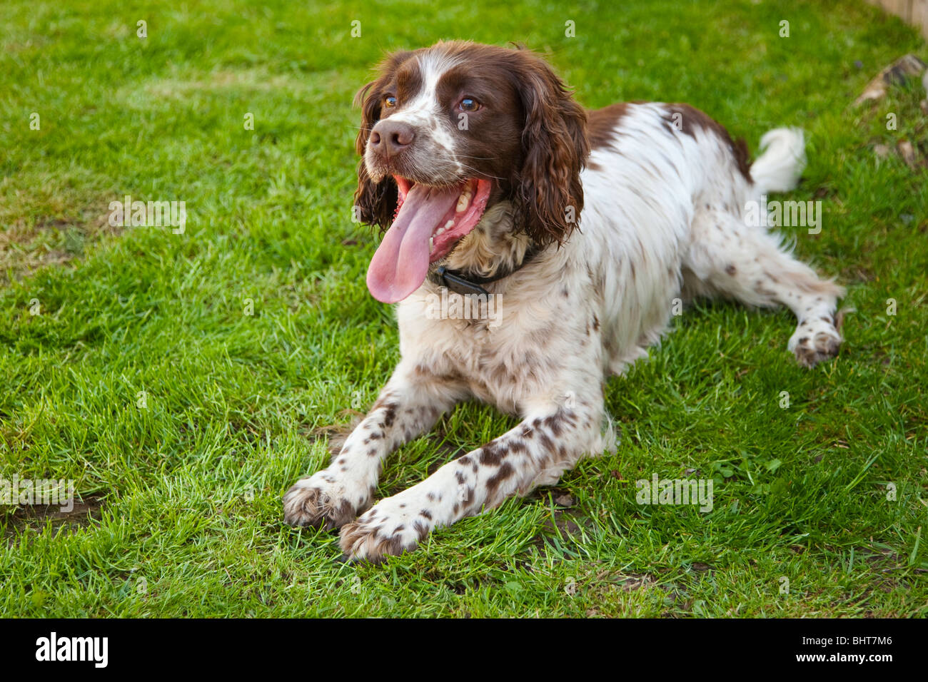 Leber und weiãÿer hund -Fotos und -Bildmaterial in hoher Auflösung – Alamy