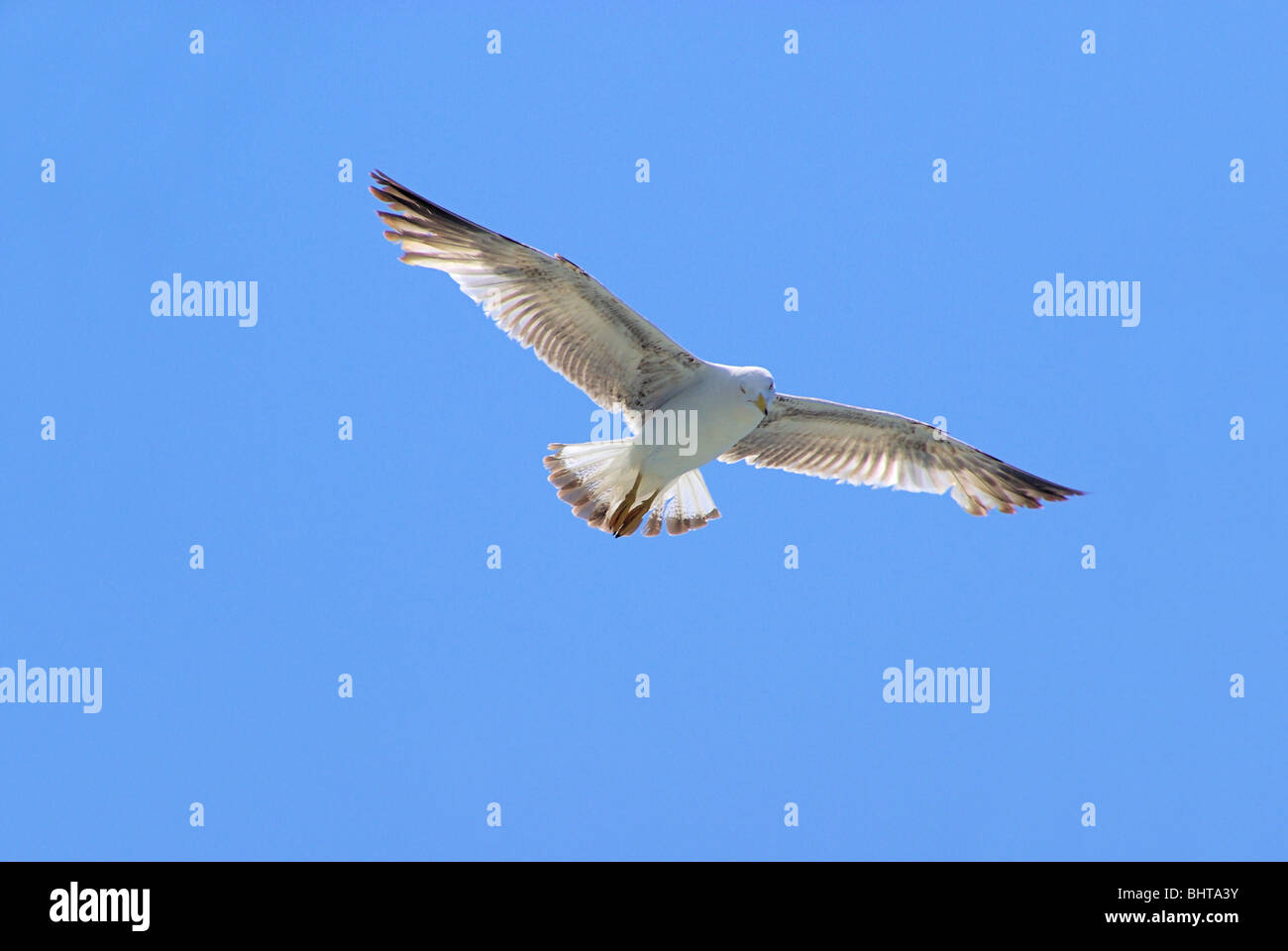 Fliegen flug -Fotos und -Bildmaterial in hoher Auflösung – Alamy