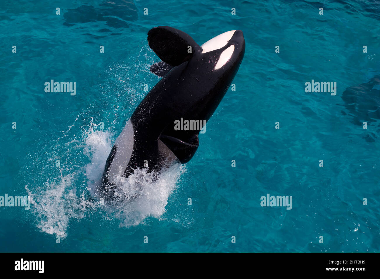 Schwertwal springend -Fotos und -Bildmaterial in hoher Auflösung – Alamy