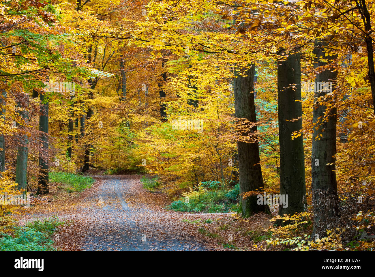 Herbstwald, Neroberg, Wiesbaden, Hessen, Deutschland | Herbst, Wald ...