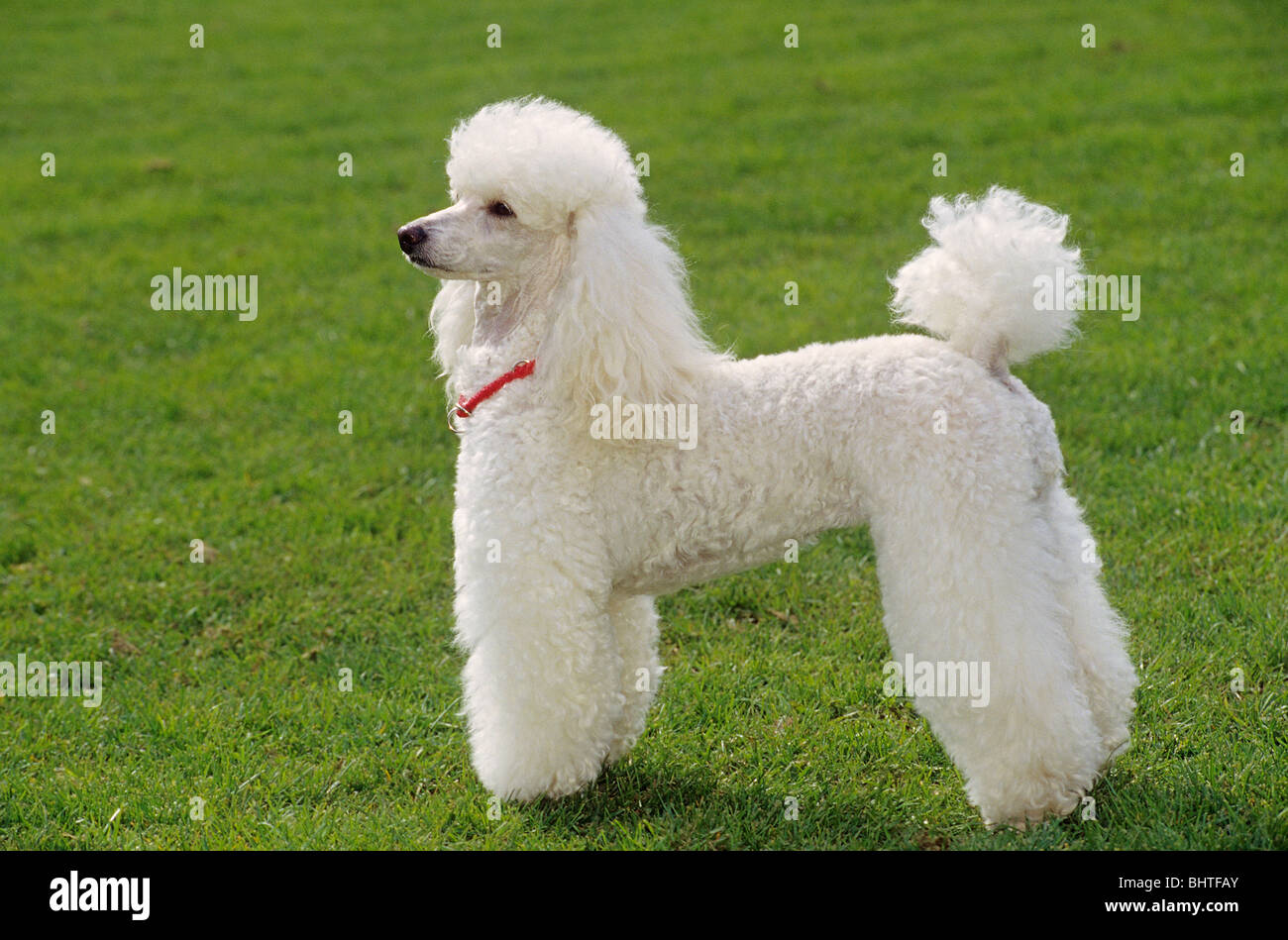 Weiße Miniatur Pudel stehen auf einer Wiese Stockfotografie - Alamy