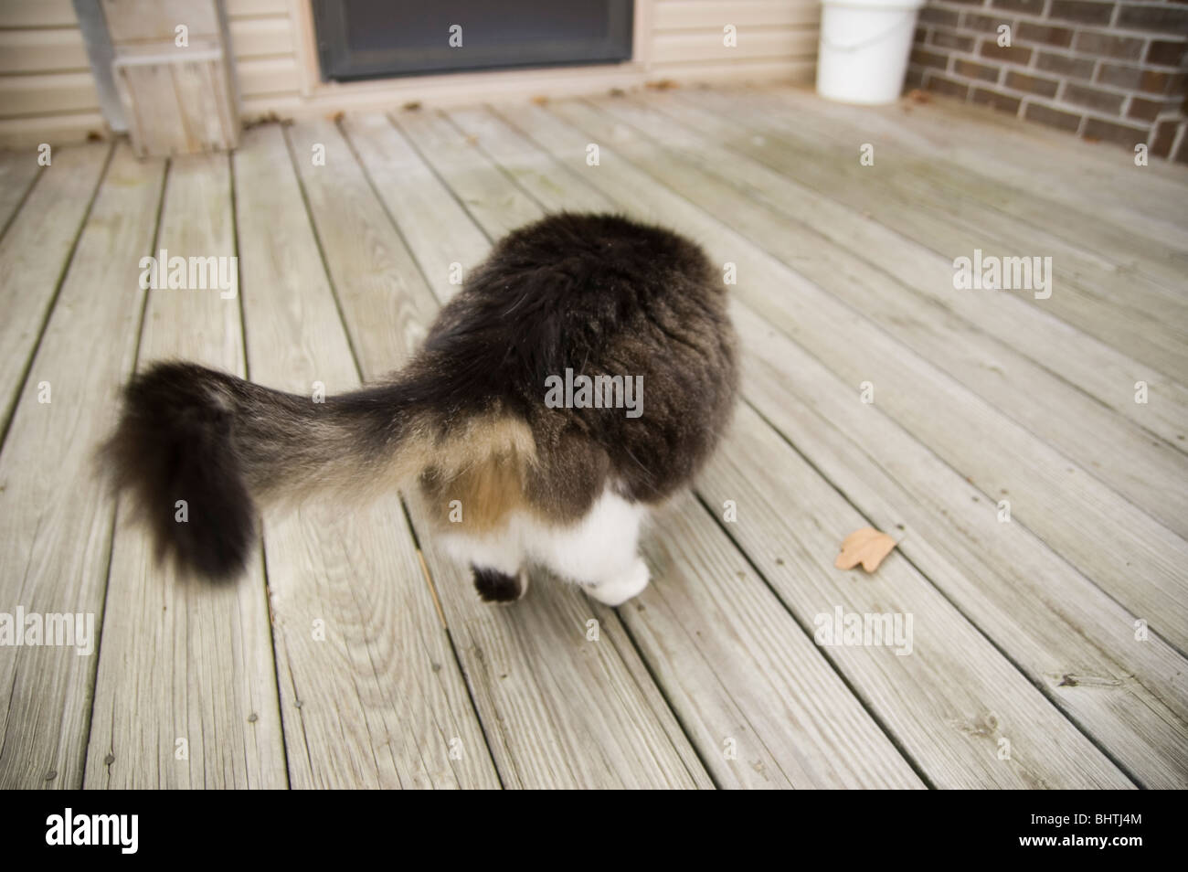 Eine Maine Coon Katze wedelt mit seiner Rute--Rückansicht ...