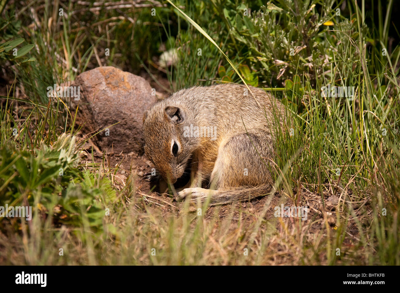 Unita ziesel -Fotos und -Bildmaterial in hoher Auflösung – Alamy