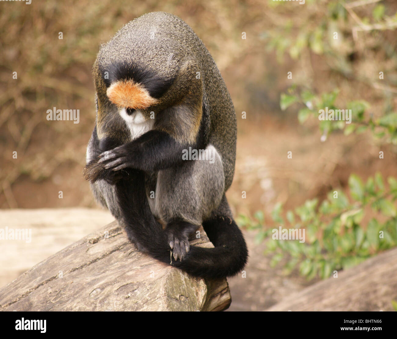 Affen arten -Fotos und -Bildmaterial in hoher Auflösung – Alamy