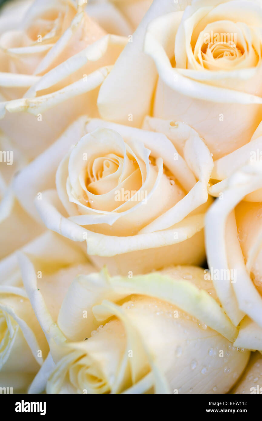 Nahaufnahme rosen detail -Fotos und -Bildmaterial in hoher Auflösung – Alamy