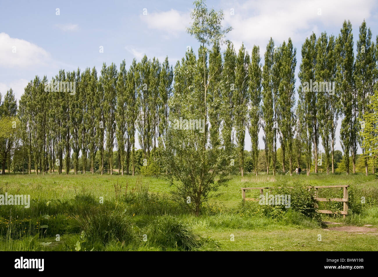 Pappel bach -Fotos und -Bildmaterial in hoher Auflösung – Alamy