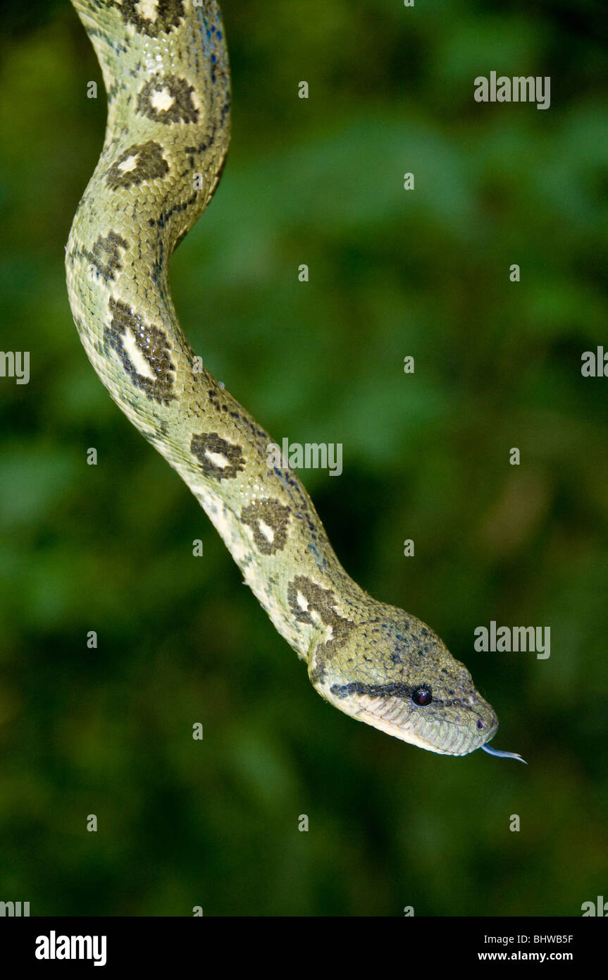 Madagaskar tier boas reptil reptilien tiere wild tierwelt regenwald ...
