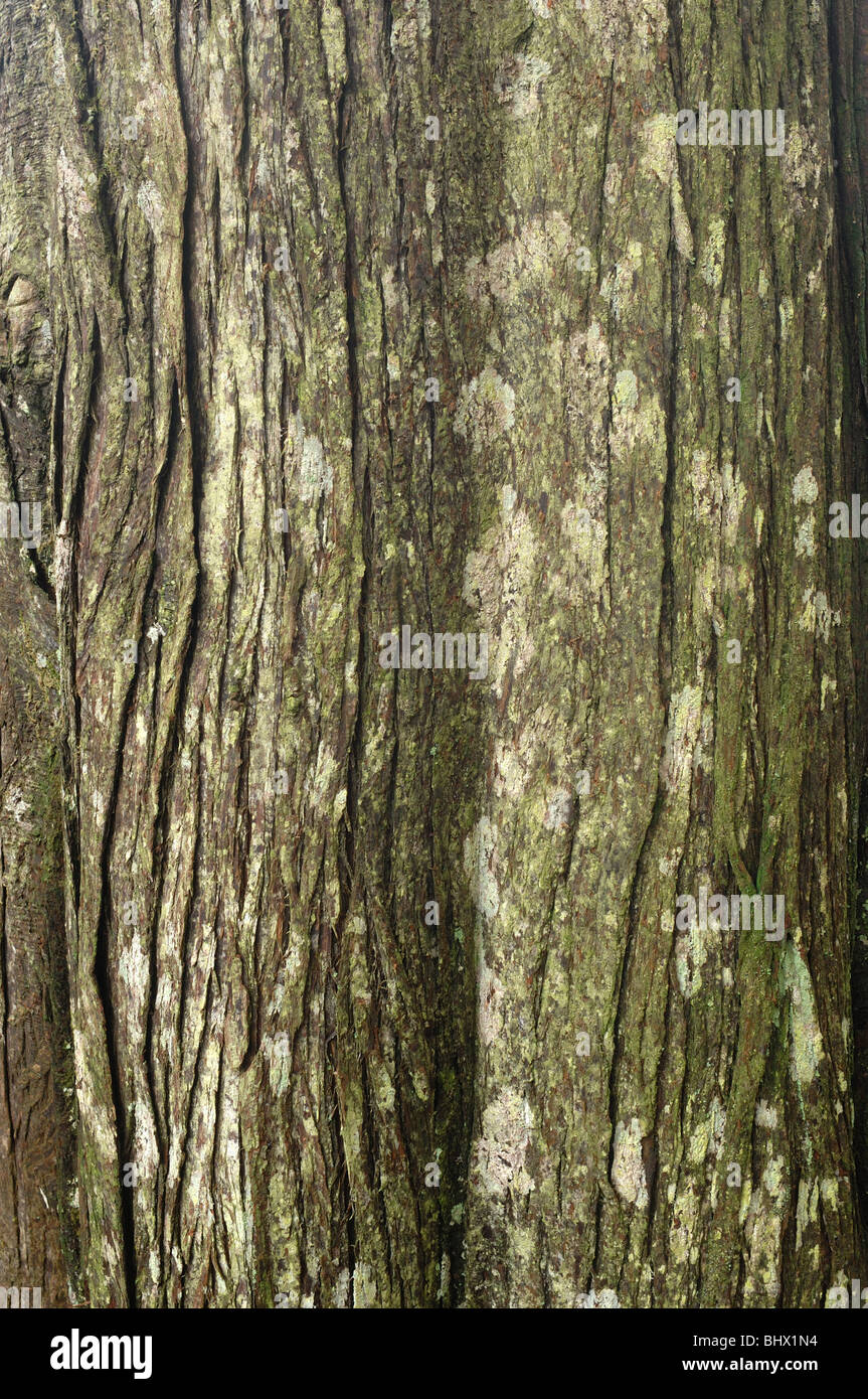 Rinde Baum Baumrinde Bark Tree Stockfotos und -bilder Kaufen - Seite 2 ...