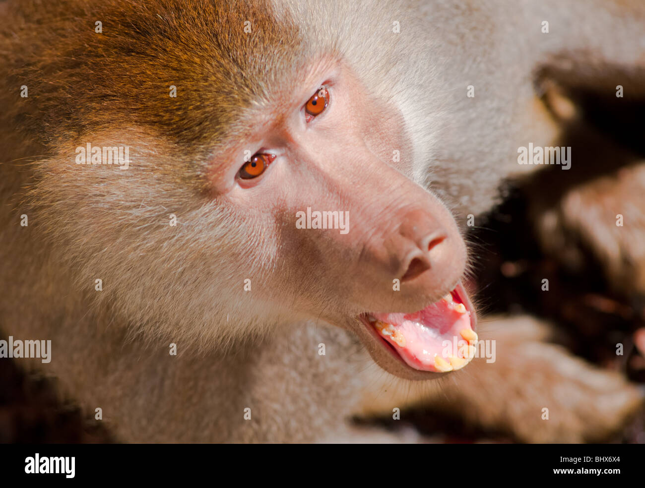 Pavian hautnah -Fotos und -Bildmaterial in hoher Auflösung – Alamy