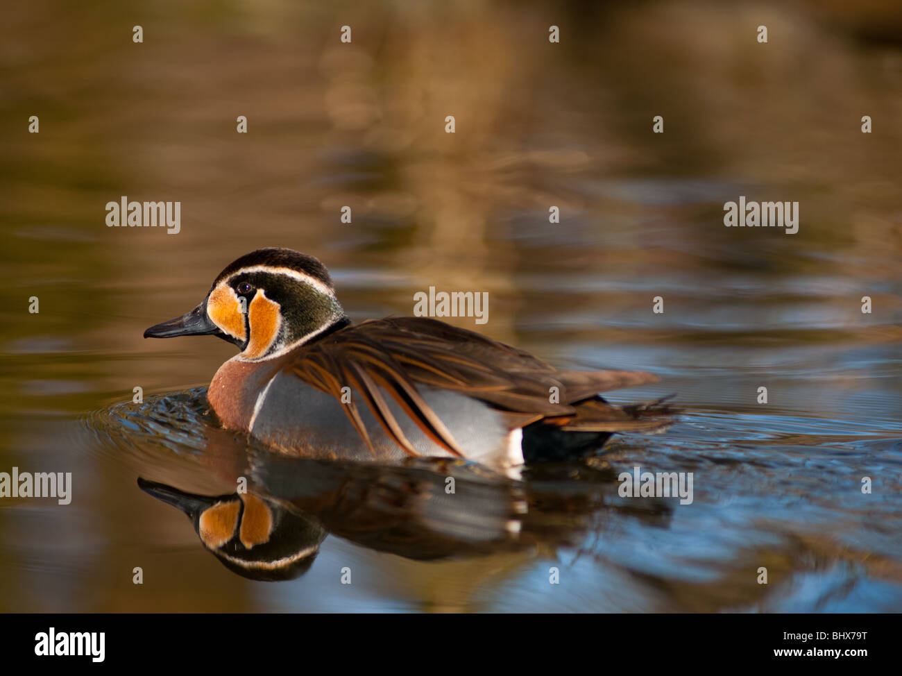 Rare waterfowl species -Fotos und -Bildmaterial in hoher Auflösung – Alamy