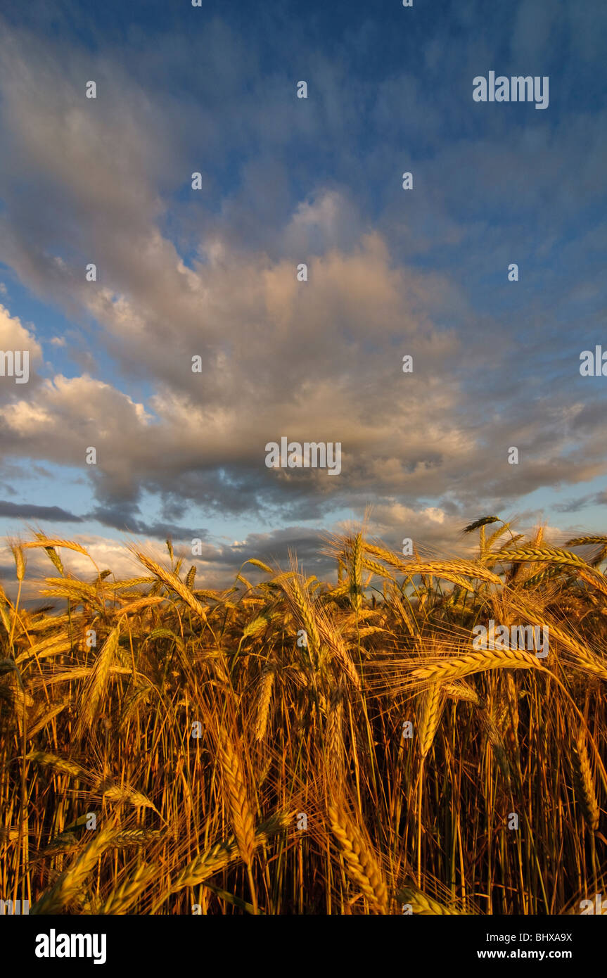 Agricultura tradicional -Fotos und -Bildmaterial in hoher Auflösung – Alamy
