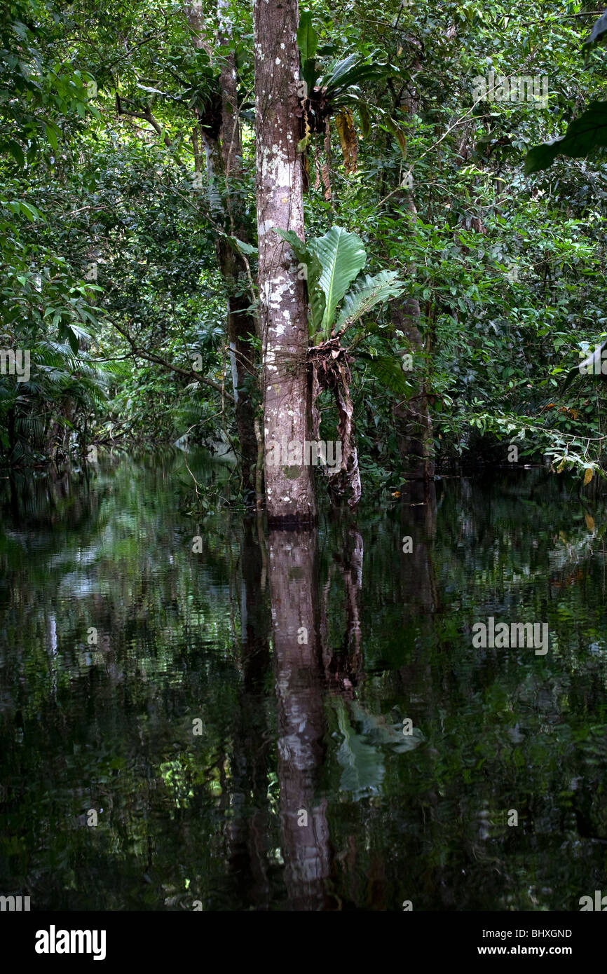 Der Amazonas Regenwald von Peru ist sehr artenreichen und seine seltene ...
