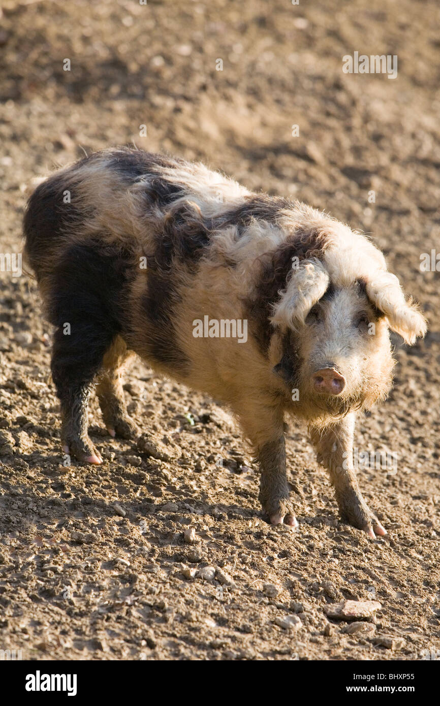 Mangalitza pigs -Fotos und -Bildmaterial in hoher Auflösung – Alamy