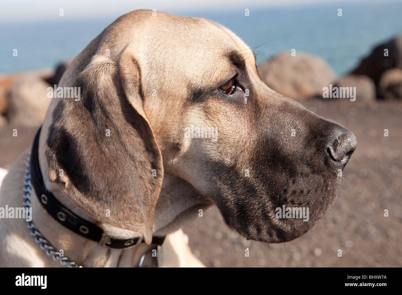 Welpen profil -Fotos und -Bildmaterial in hoher Auflösung – Alamy