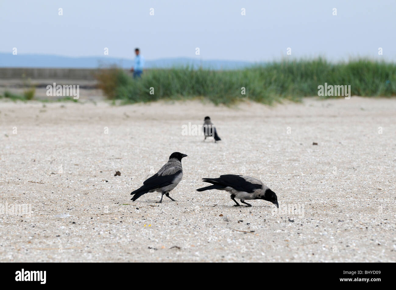 Scotch crows -Fotos und -Bildmaterial in hoher Auflösung – Alamy