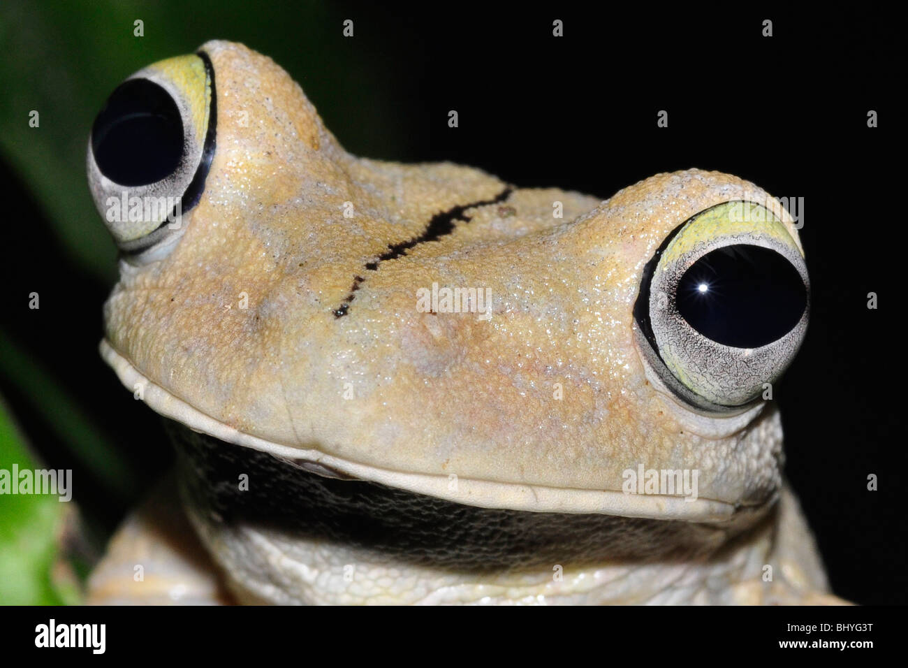 Hyla punctata Stockfotos und -bilder Kaufen - Alamy