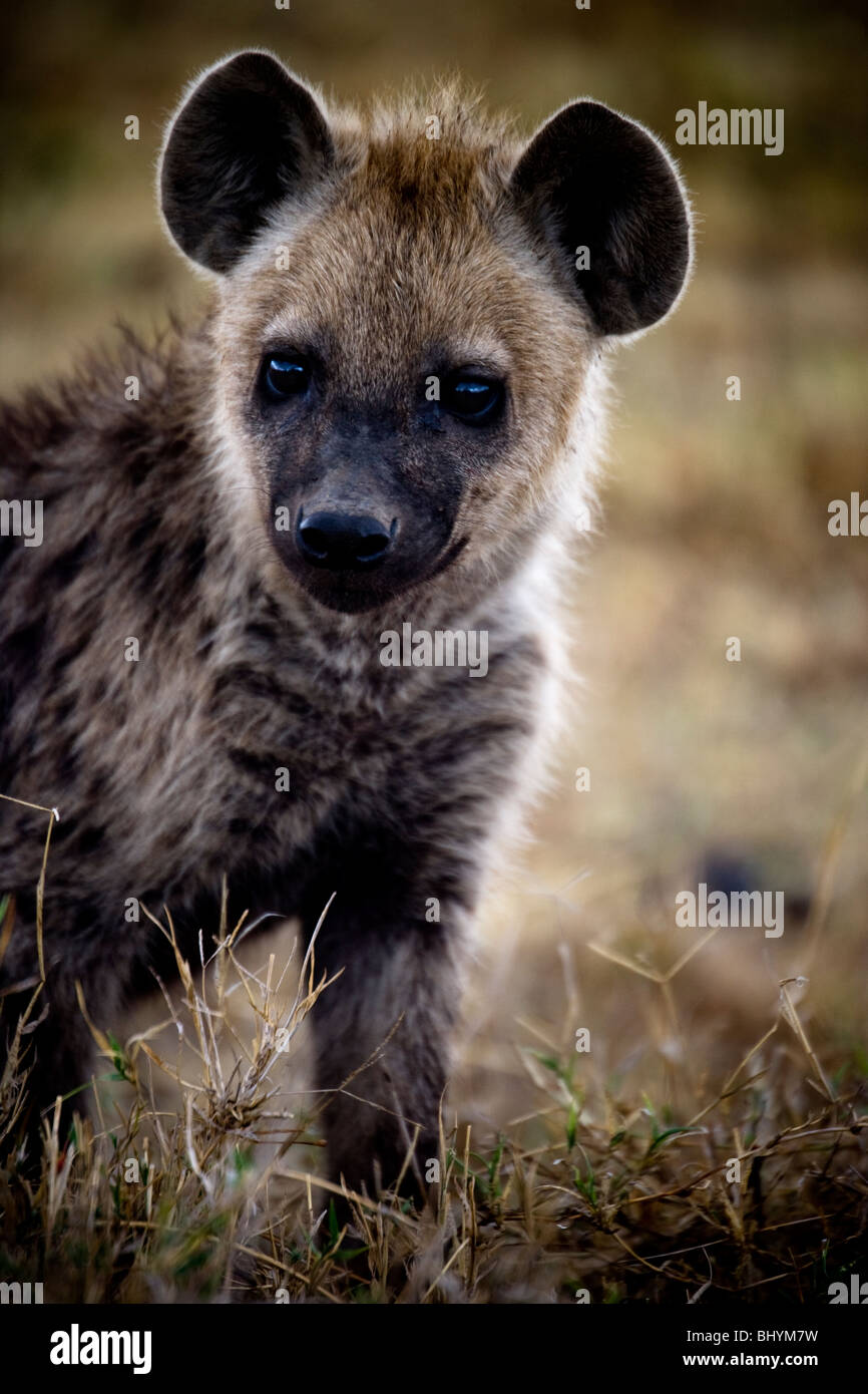 Hyäne Jungtier gesichtet, Ngorongoro Crater, Tansania, Ostafrika ...