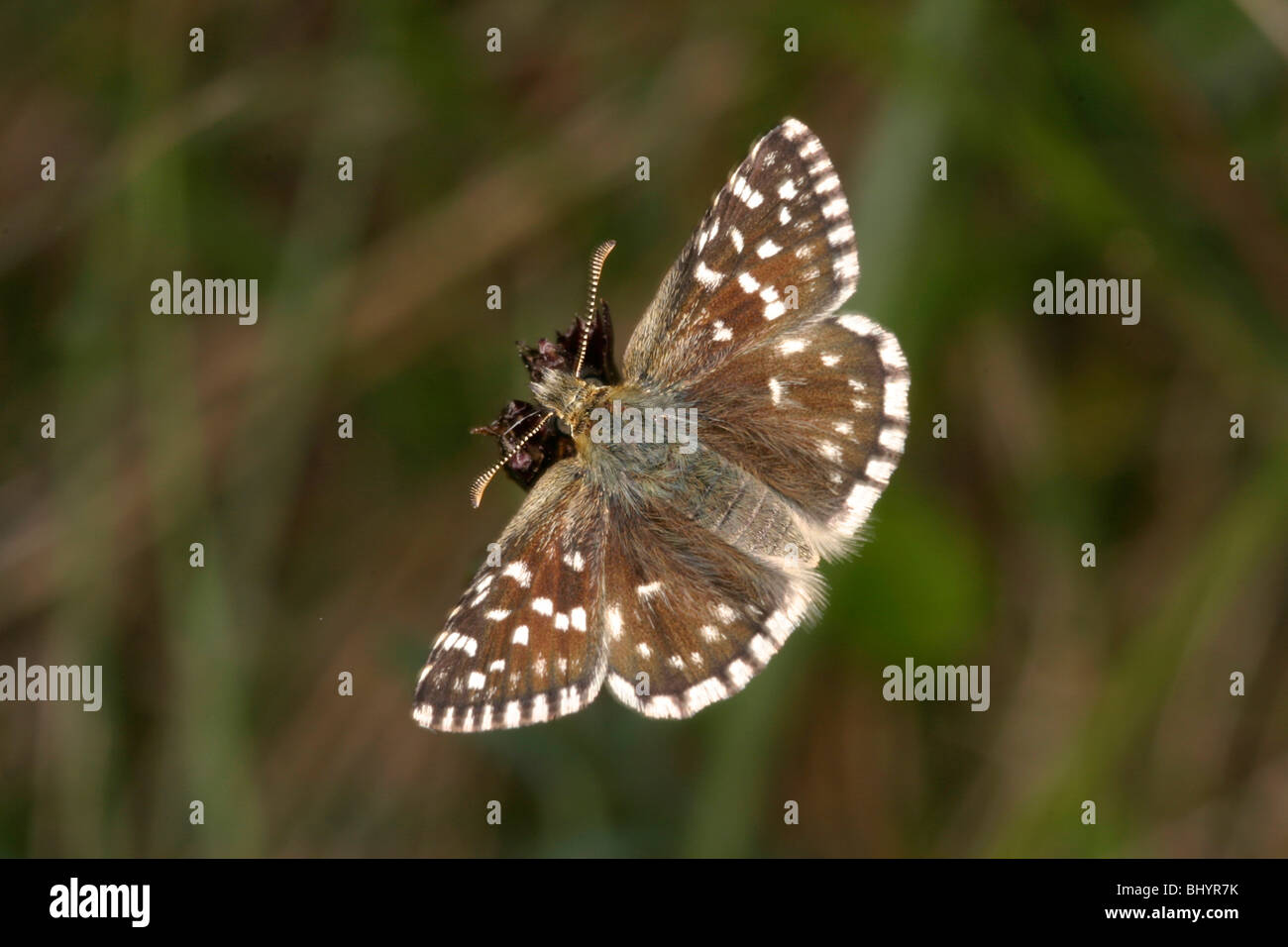 Spialie -Fotos und -Bildmaterial in hoher Auflösung – Alamy