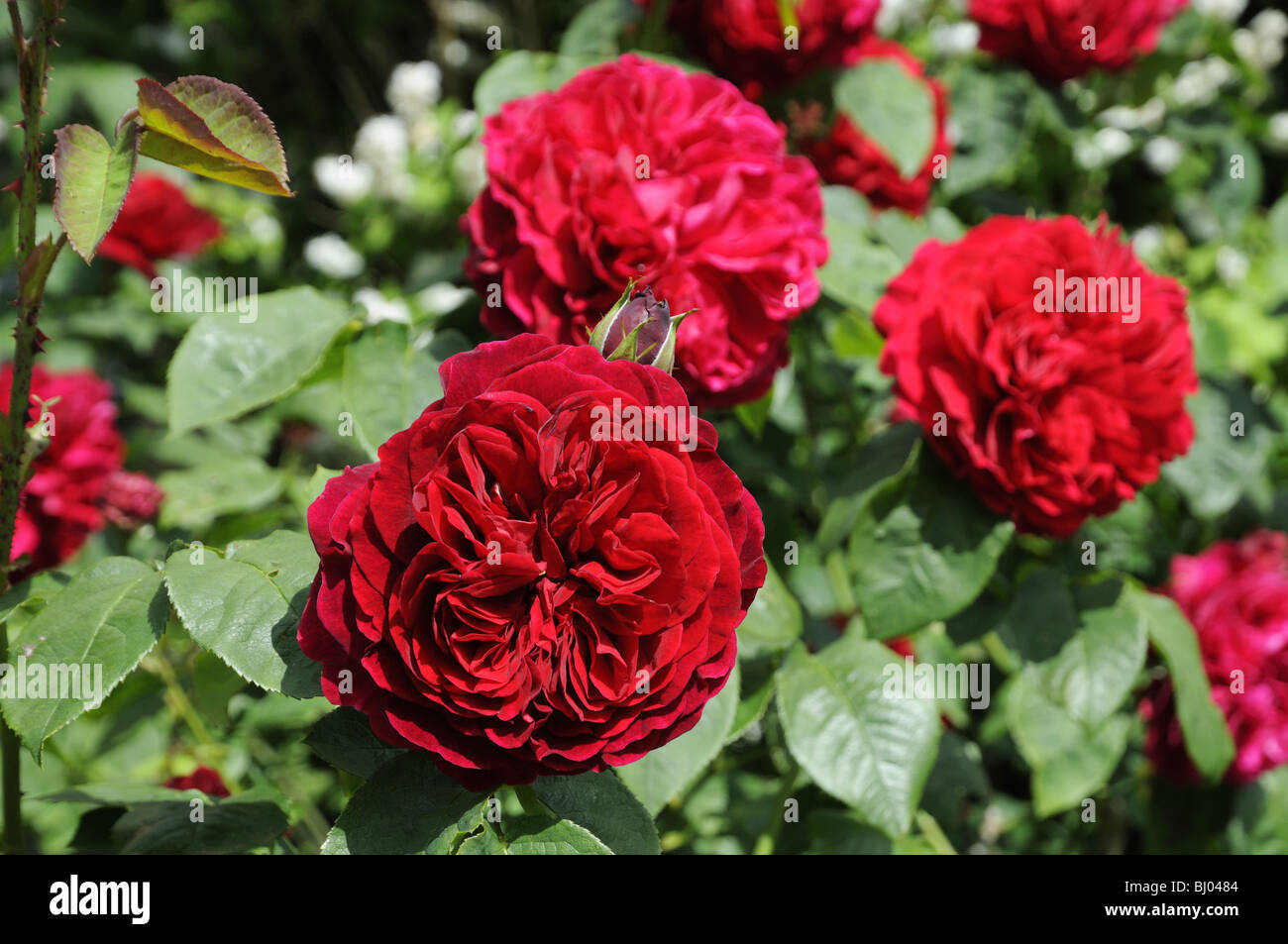 Purpurroter blumenkopf -Fotos und -Bildmaterial in hoher Auflösung – Alamy
