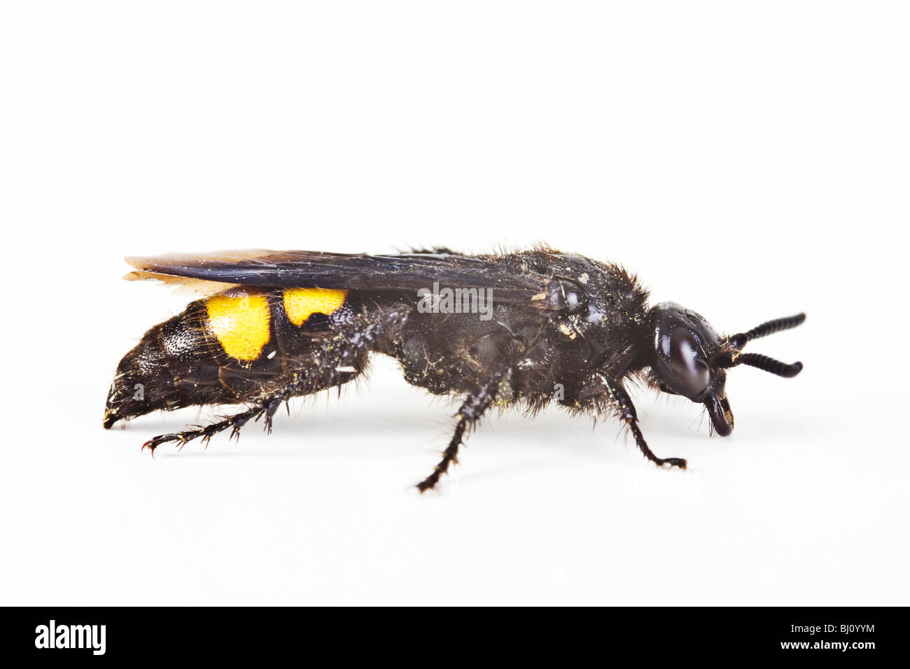 Scolia hirta -Fotos und -Bildmaterial in hoher Auflösung – Alamy