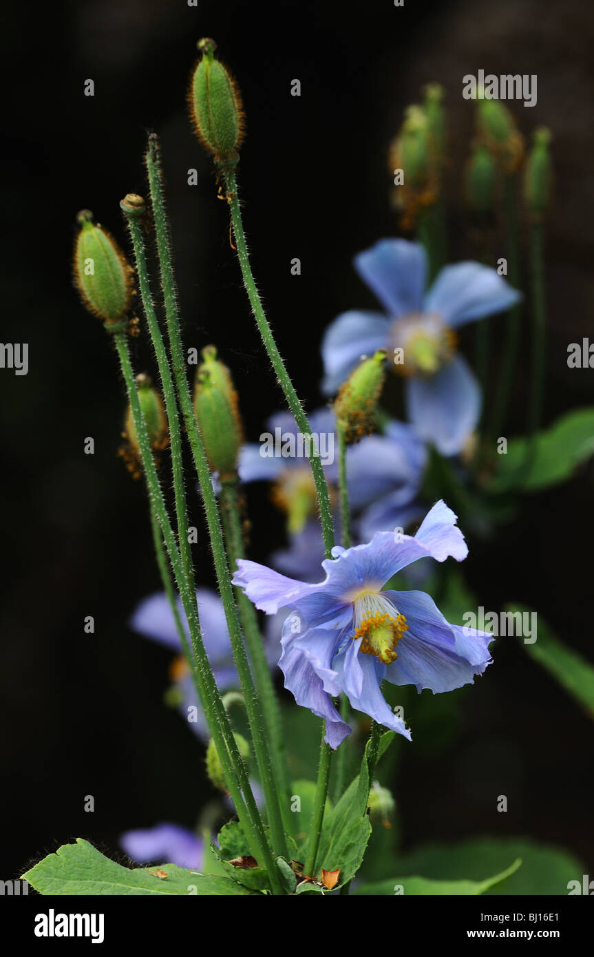 Meconopsis blaue mohnblumen -Fotos und -Bildmaterial in hoher Auflösung ...