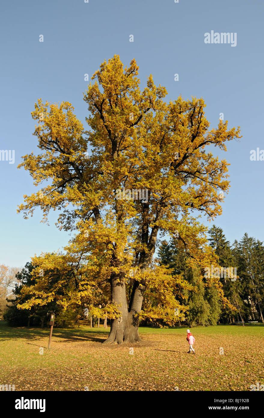 Englisch Eichenlaub Stockfotos und -bilder Kaufen - Alamy