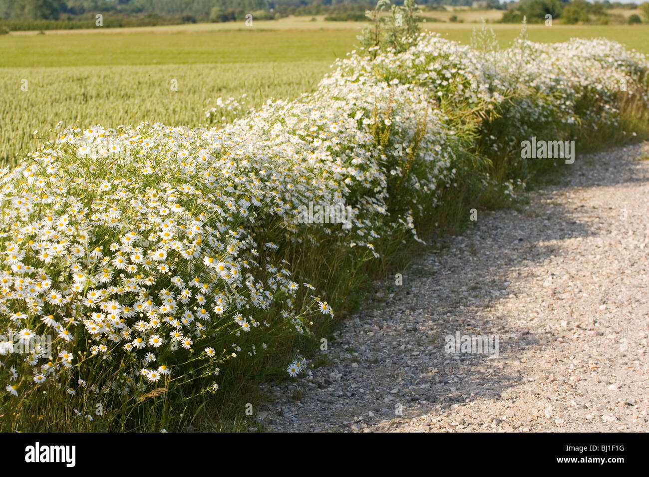 Büsche von weißen Tripleurospermum Perforatum Blumen Stockfotografie ...