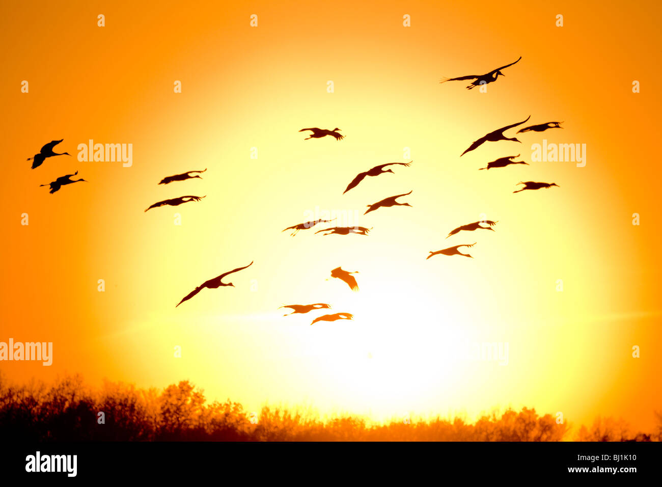 Silhouette kraniche -Fotos und -Bildmaterial in hoher Auflösung – Alamy