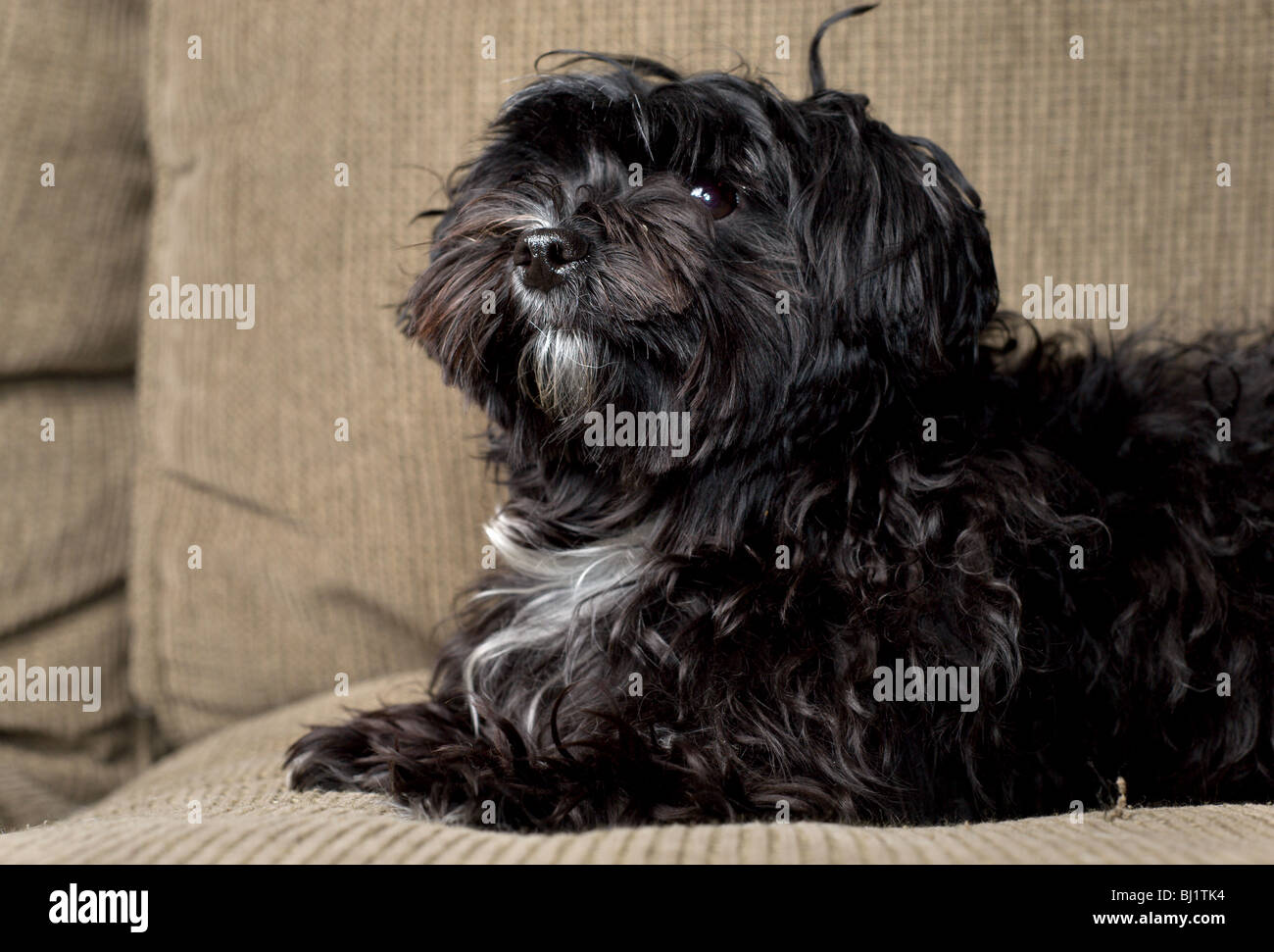 Terrier malteser mix -Fotos und -Bildmaterial in hoher Auflösung – Alamy
