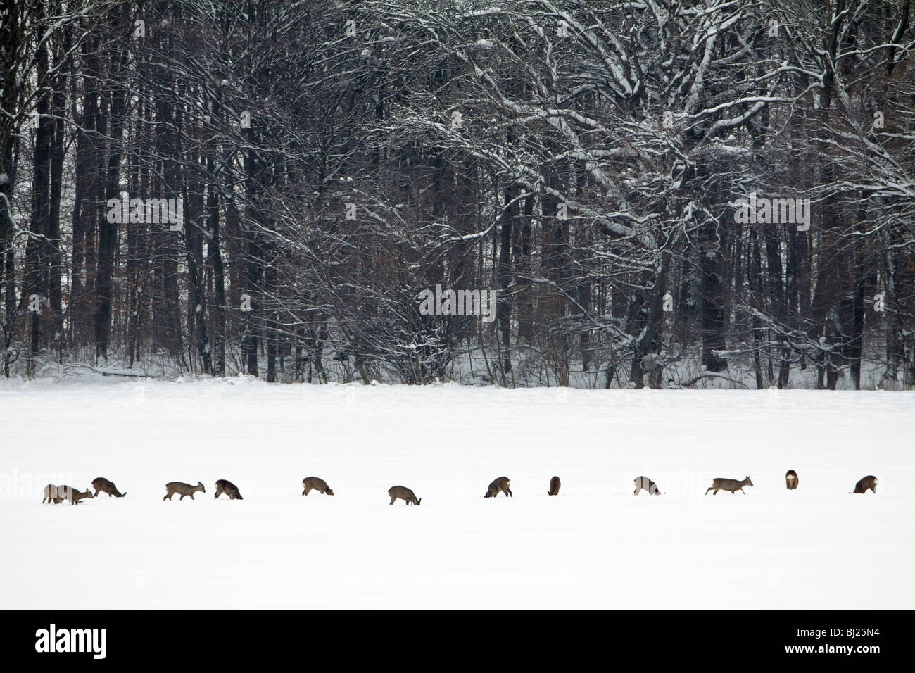 Reh futter winter -Fotos und -Bildmaterial in hoher Auflösung – Alamy