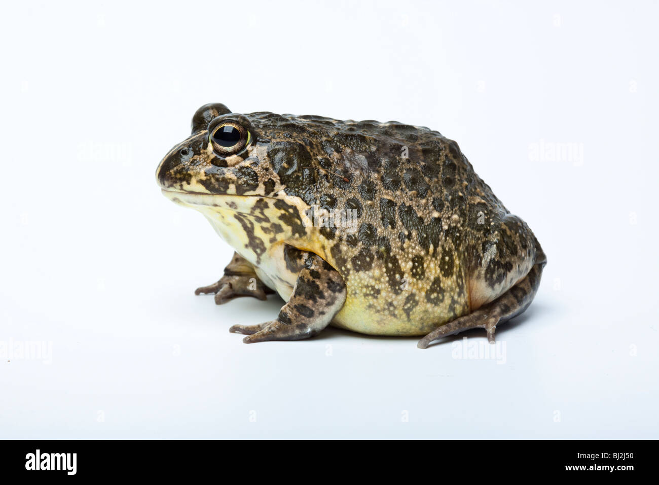 Pyxicephalus edulis -Fotos und -Bildmaterial in hoher Auflösung – Alamy