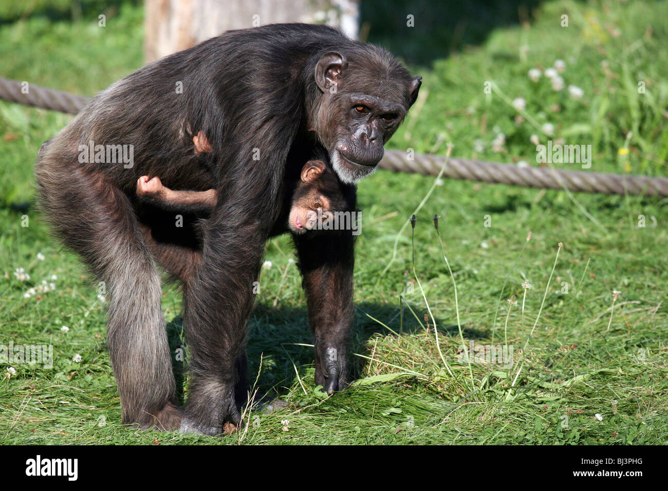 Schimpansen Pflege Stockfotos und -bilder Kaufen - Alamy