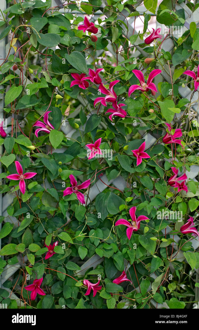Clematis 'Princess Diana' Stockfotografie - Alamy