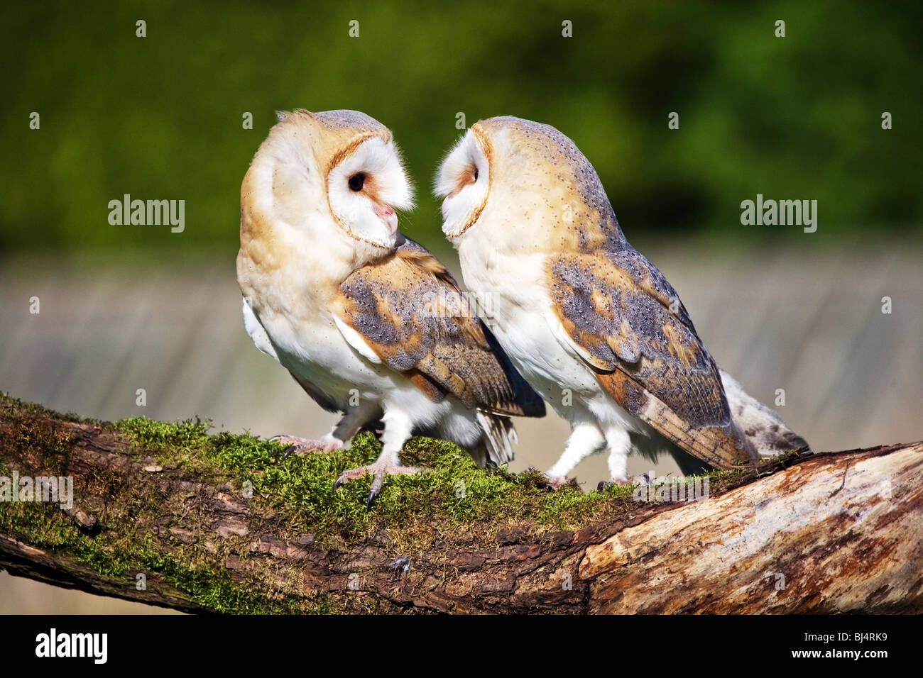 Baby eulen -Fotos und -Bildmaterial in hoher Auflösung – Alamy