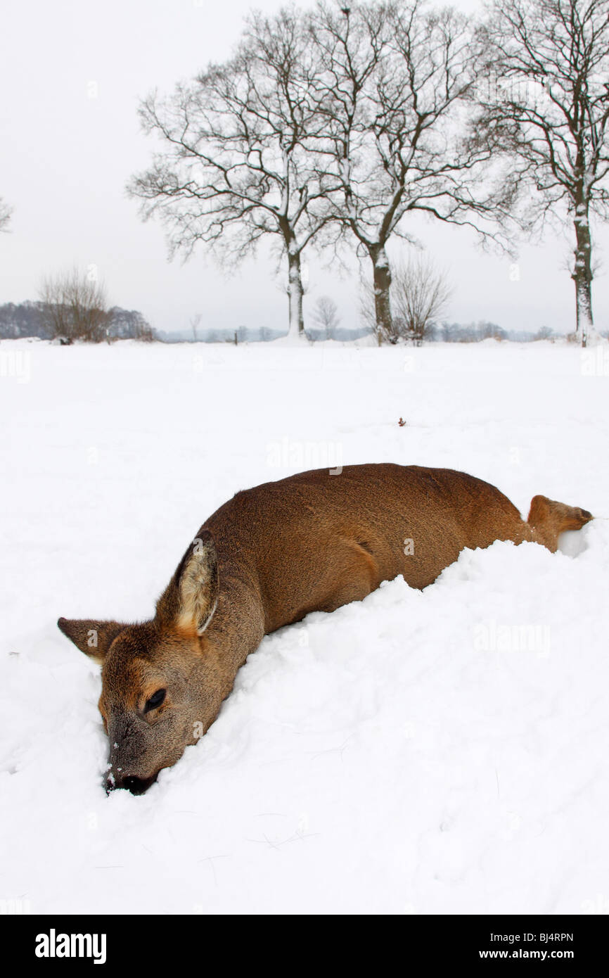 Toter capreolus capreolus -Fotos und -Bildmaterial in hoher Auflösung ...