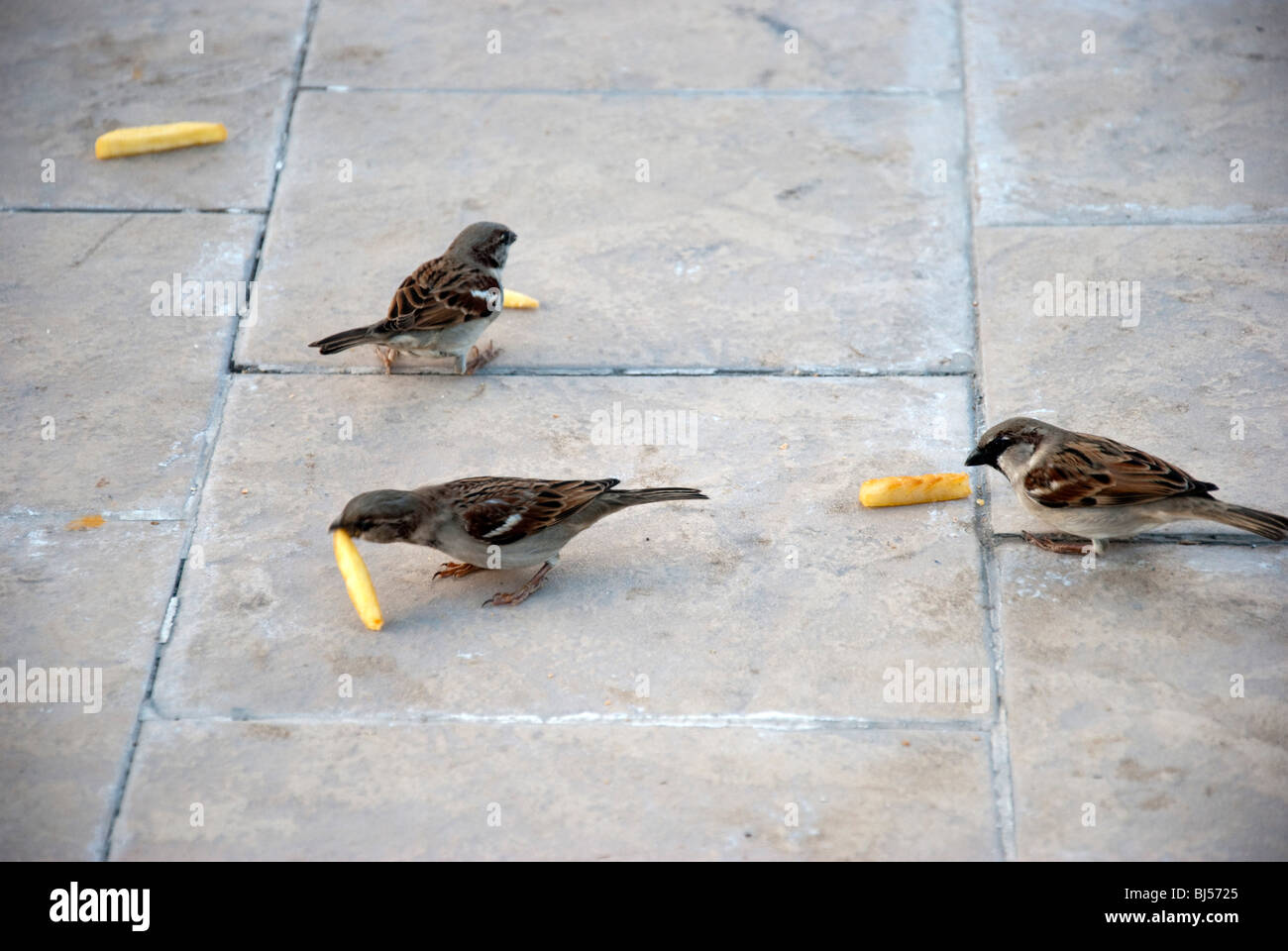 Drei spatzen -Fotos und -Bildmaterial in hoher Auflösung – Alamy