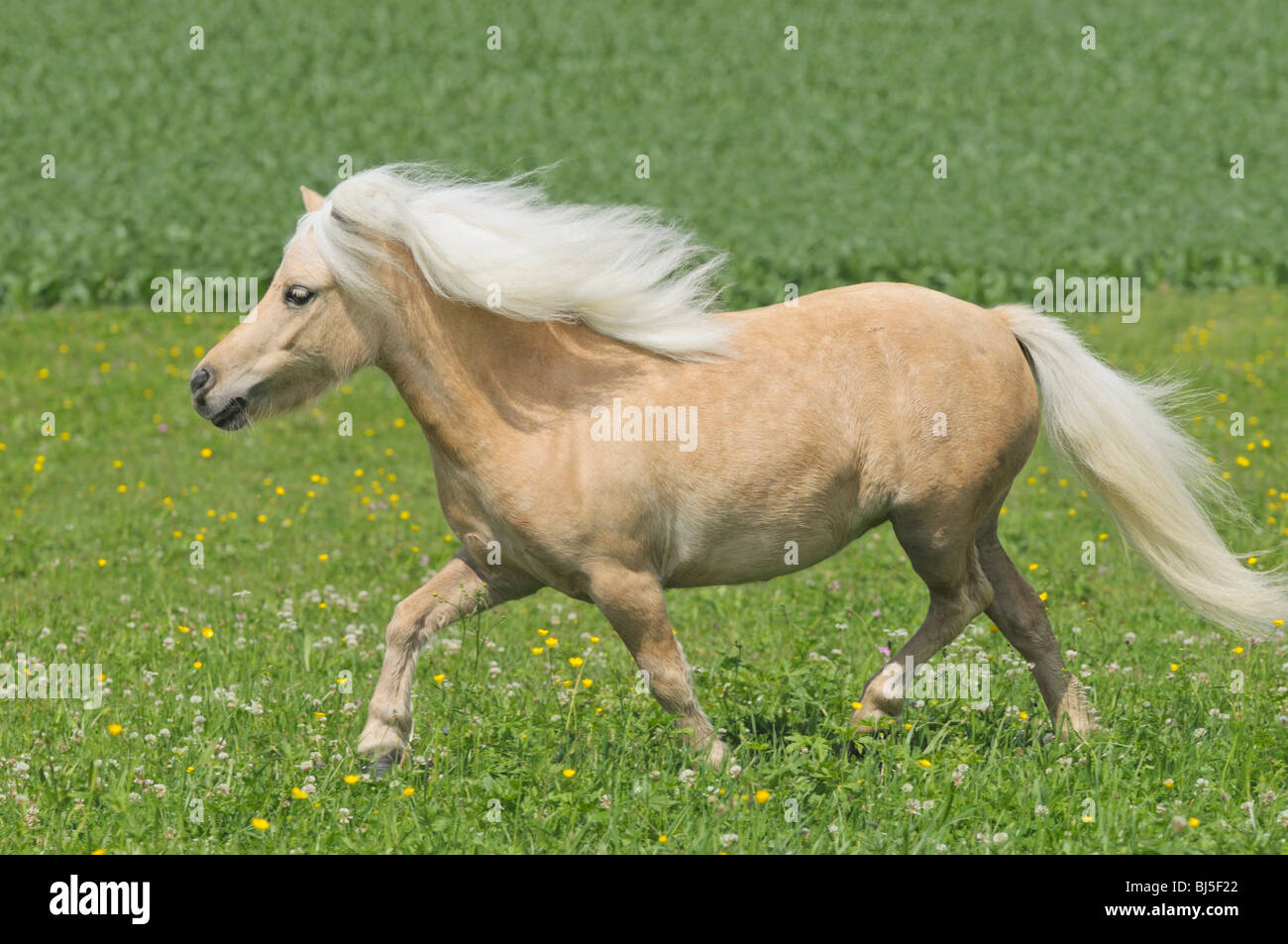 Shetty schetland pony -Fotos und -Bildmaterial in hoher Auflösung – Alamy