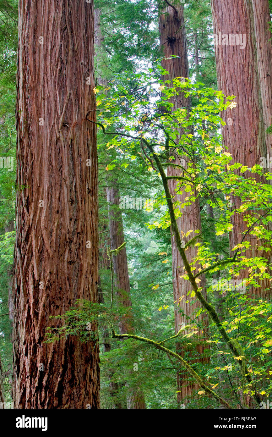 Ahorn baum -Fotos und -Bildmaterial in hoher Auflösung – Alamy