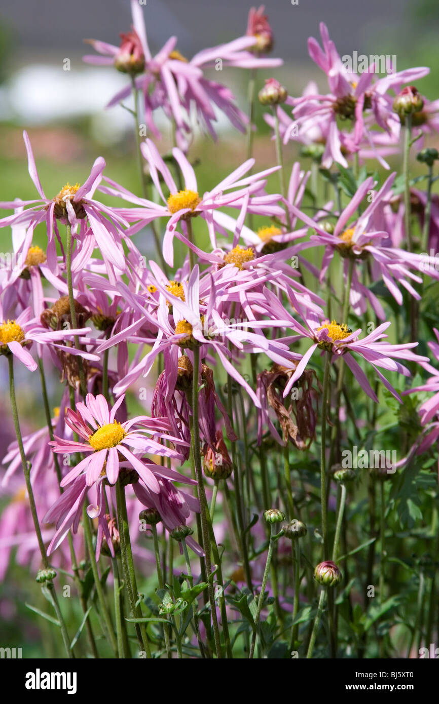 Chrysantheme x rubellum clara curtis -Fotos und -Bildmaterial in hoher ...