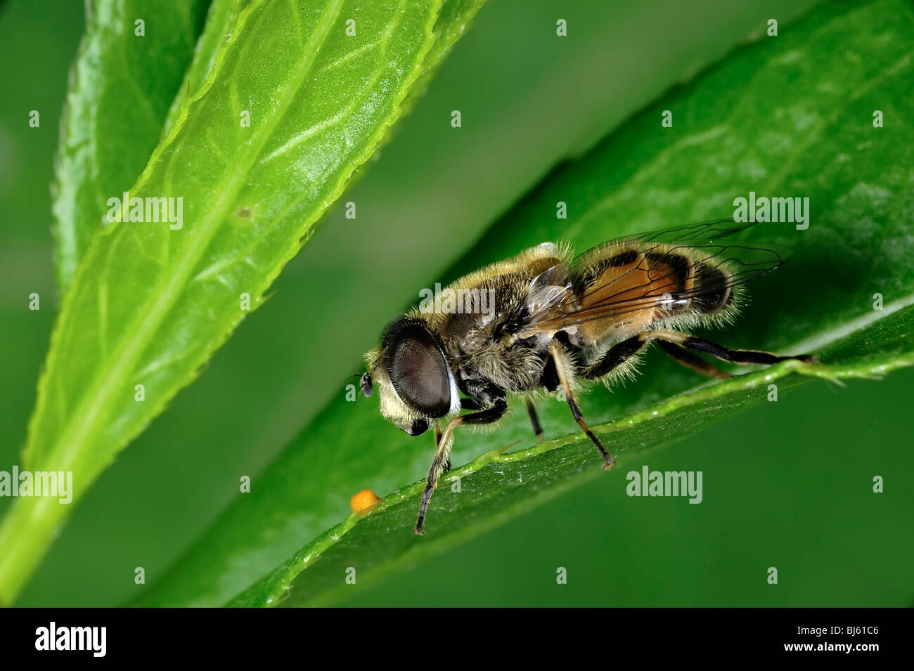 Biene ankreuzen -Fotos und -Bildmaterial in hoher Auflösung – Alamy