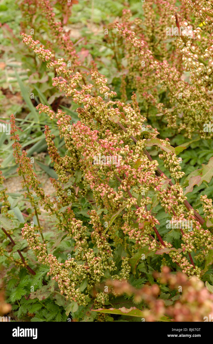 Rumex rupestris -Fotos und -Bildmaterial in hoher Auflösung – Alamy