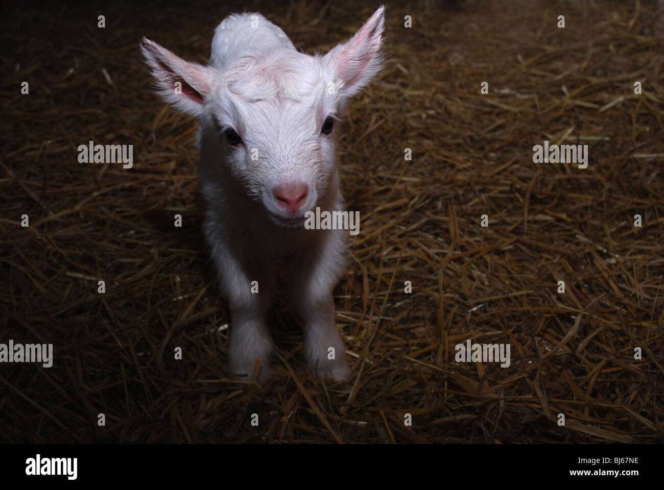 Neugeborene ziege -Fotos und -Bildmaterial in hoher Auflösung – Alamy
