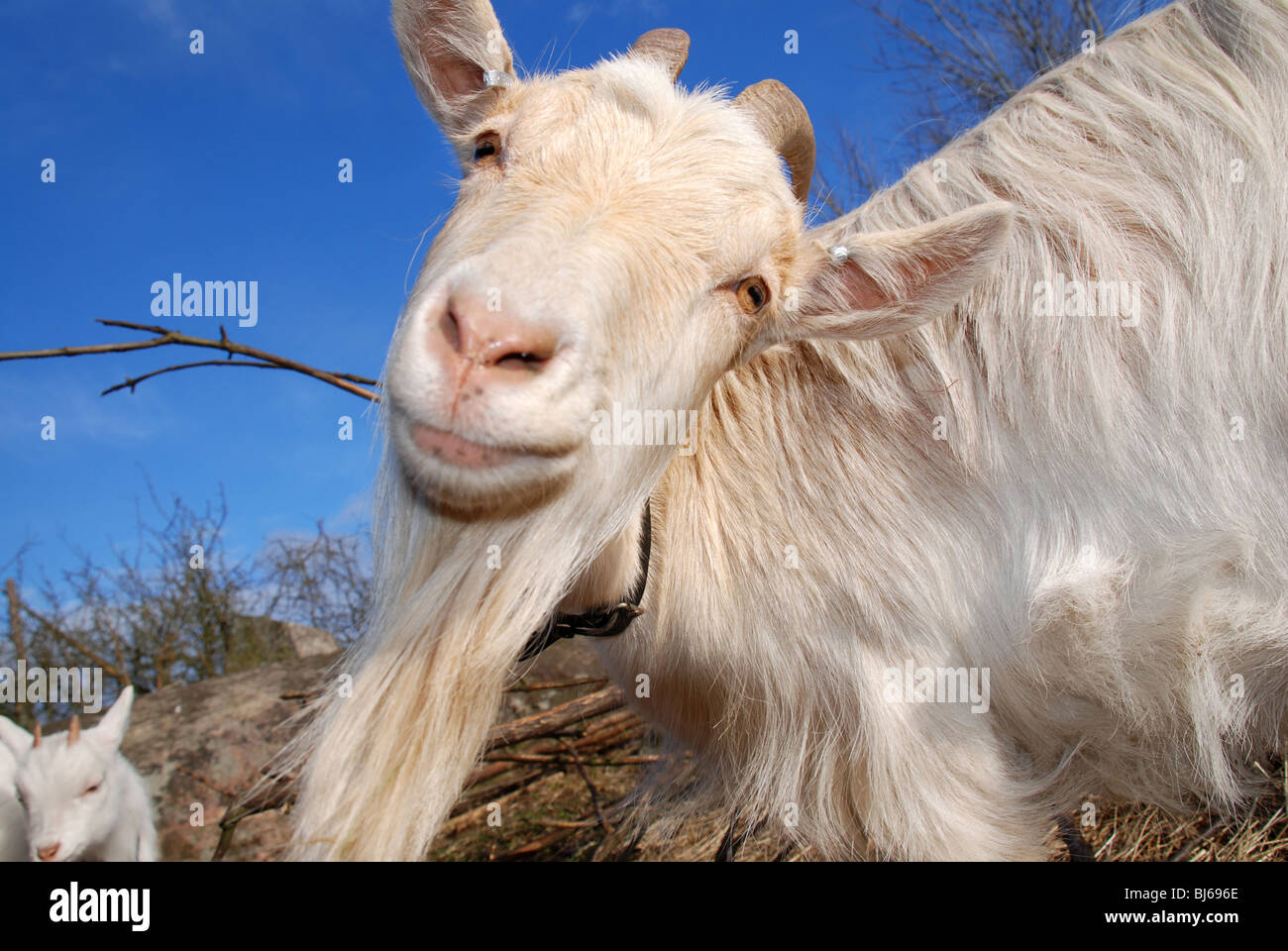 Ziege lustig -Fotos und -Bildmaterial in hoher Auflösung – Alamy